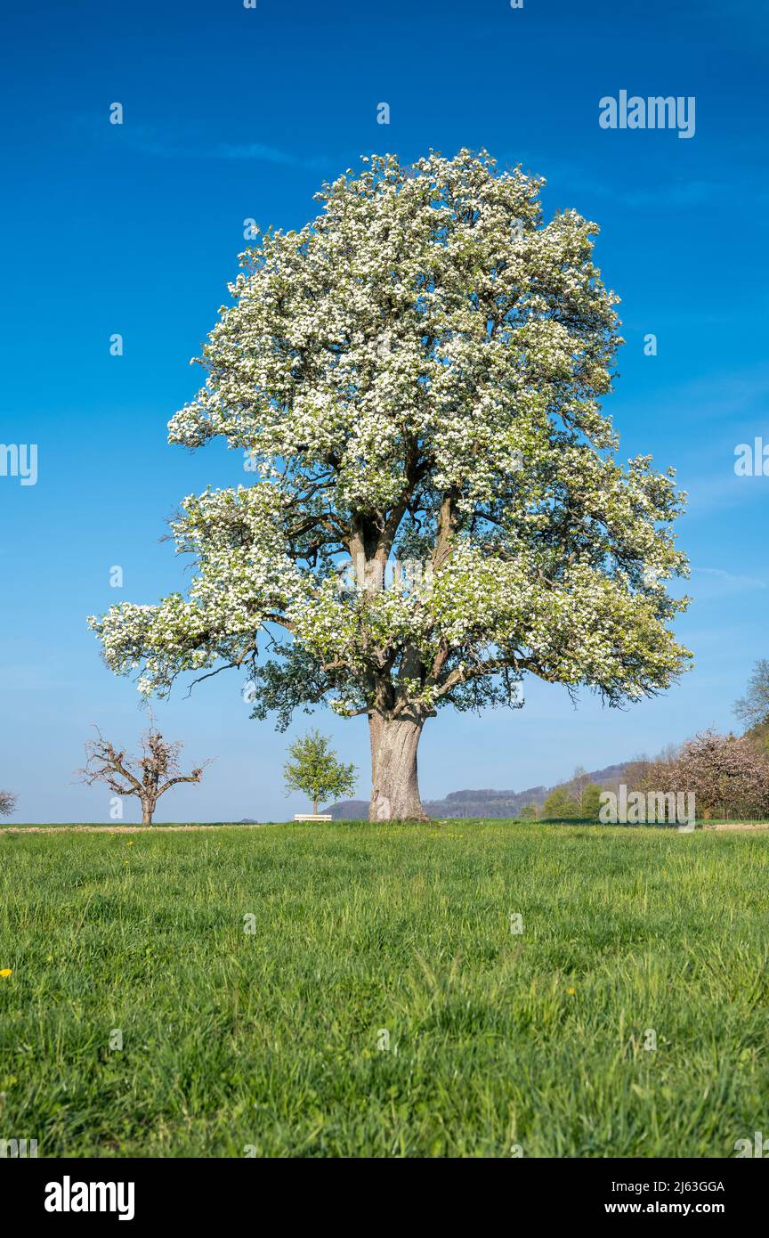 giant pear tree in meadow in spring during blossom Stock Photo - Alamy