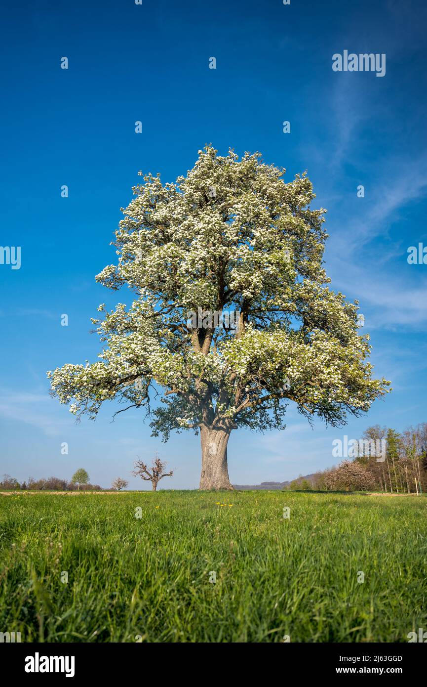 giant pear tree in meadow in spring during blossom Stock Photo - Alamy