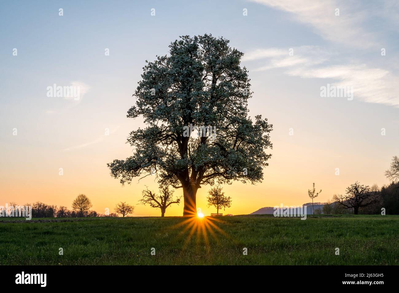 spring sunrise with a giant pear tree in bloom Stock Photo - Alamy