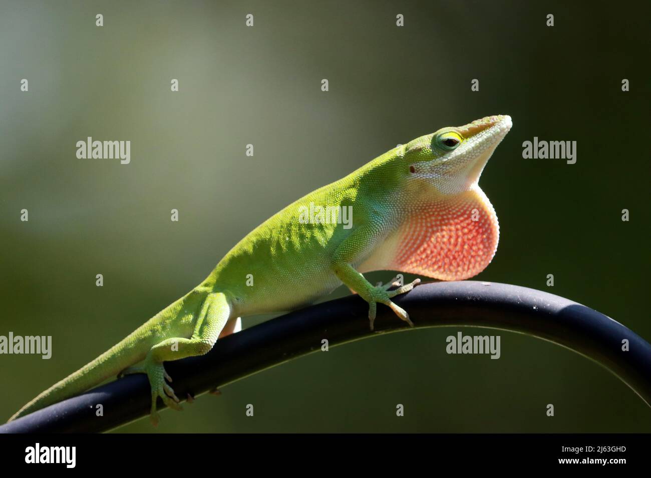 Sexing Green Anoles