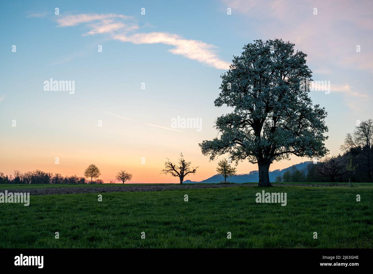 spring sunrise with a giant pear tree in bloom Stock Photo - Alamy