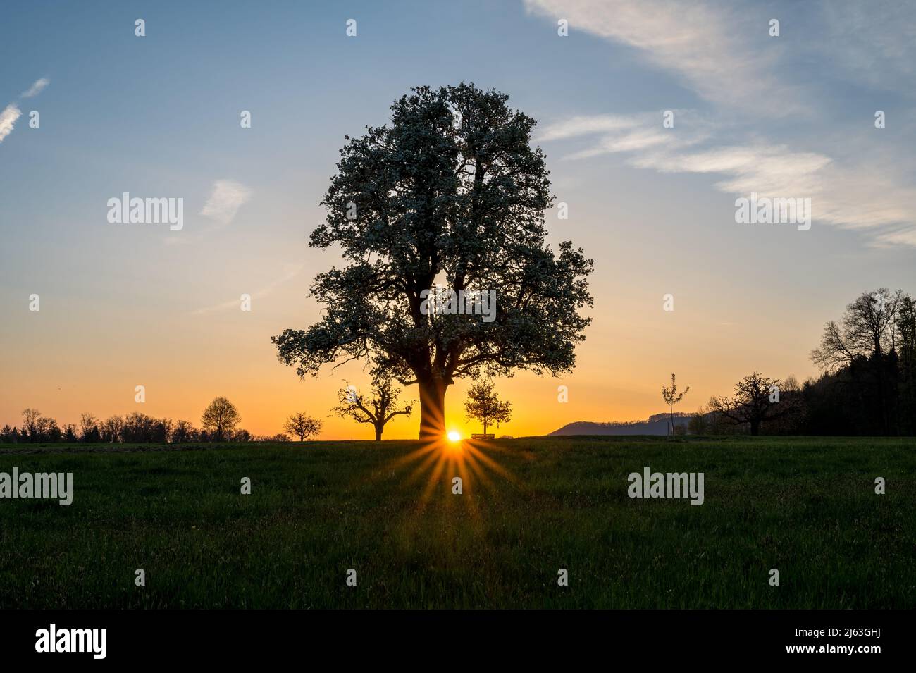 spring sunrise with a giant pear tree in bloom Stock Photo - Alamy