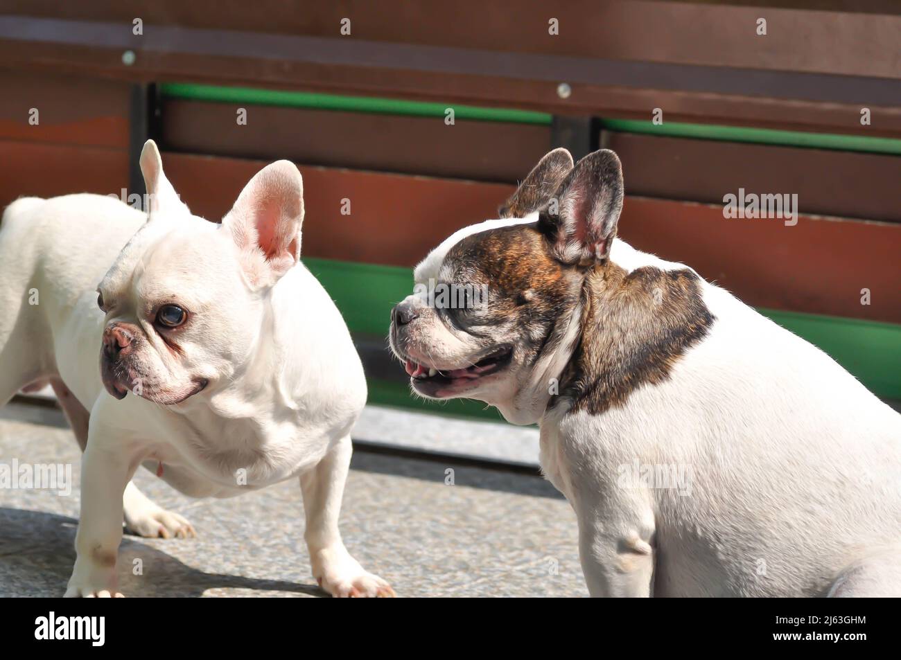 dog or french bulldog, two French bulldog Stock Photo - Alamy