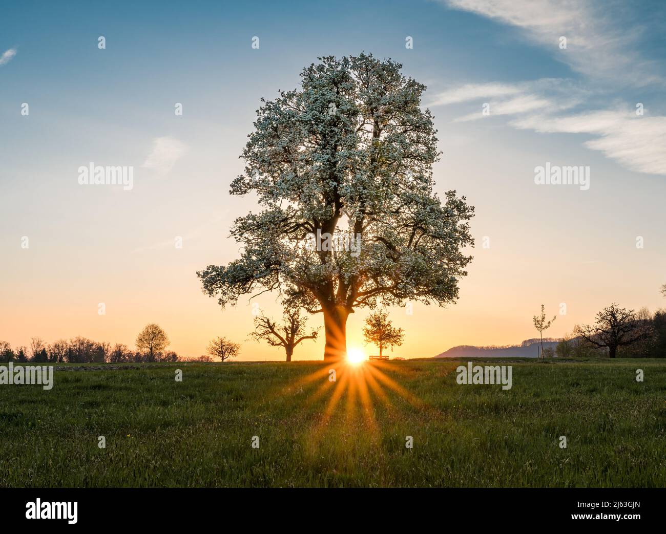 spring sunrise with a giant pear tree in bloom Stock Photo - Alamy