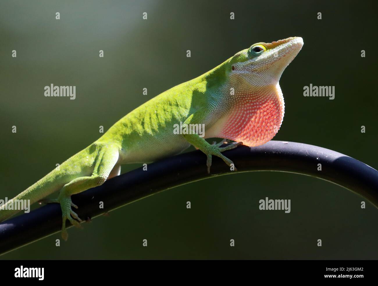 Cary, North Carolina, USA. 27th Apr, 2022. A male green anole lizard ...