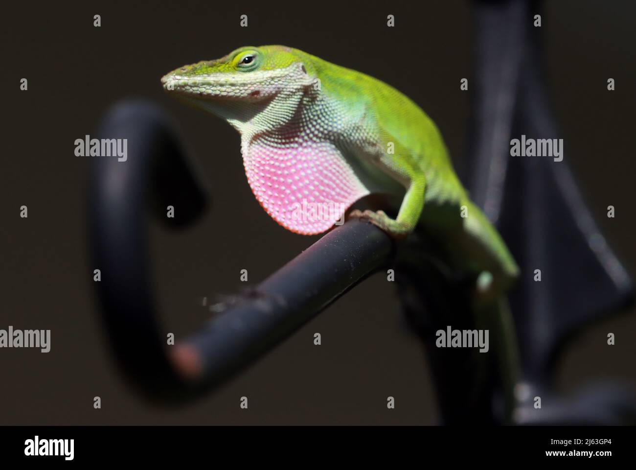 Cary, North Carolina, USA. 27th Apr, 2022. A male green anole lizard ...