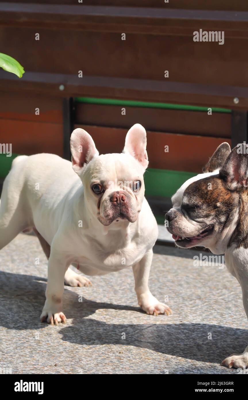 Moche dog hi-res stock photography and images - Alamy