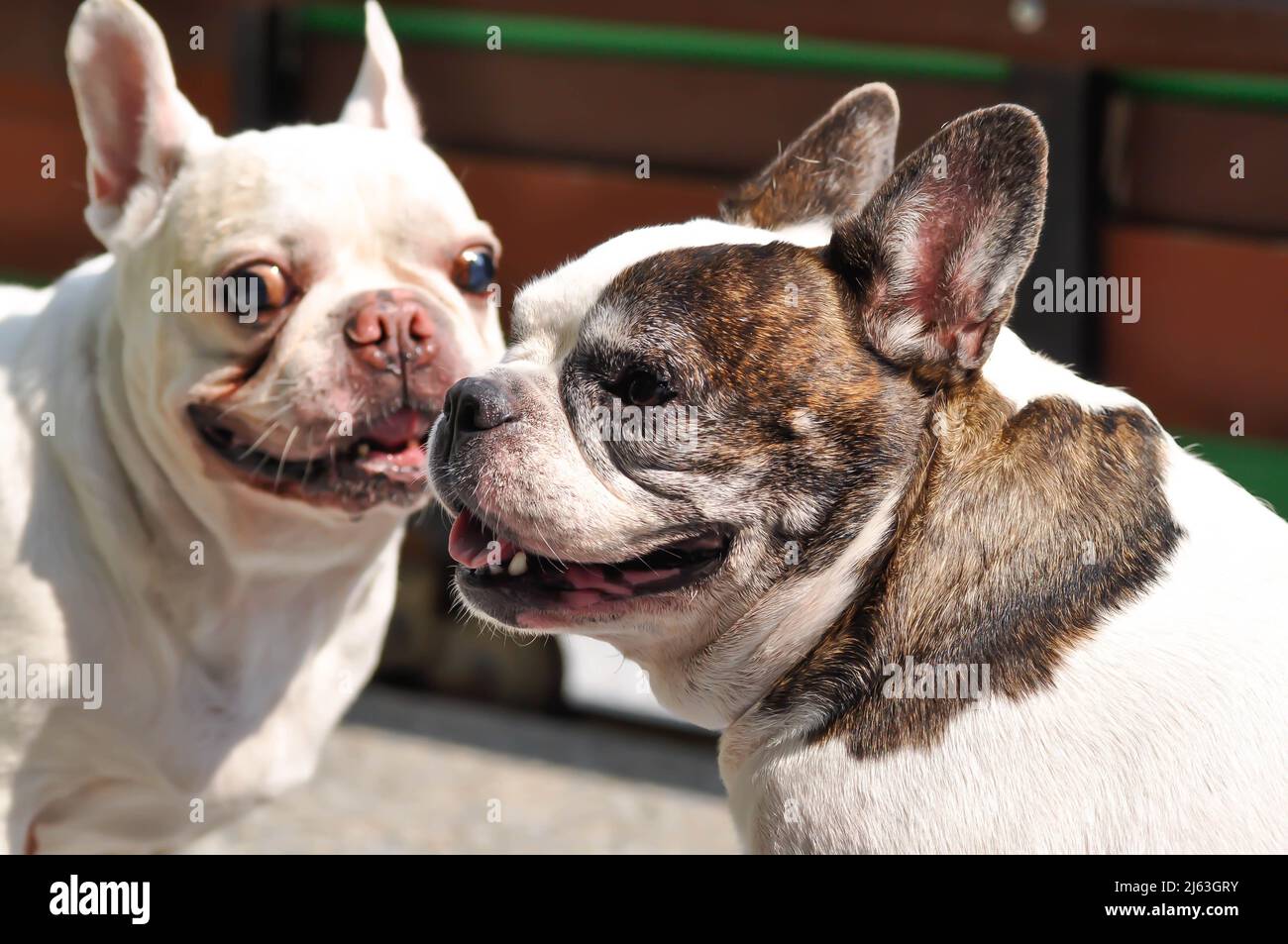 dog or french bulldog, two French bulldog Stock Photo - Alamy
