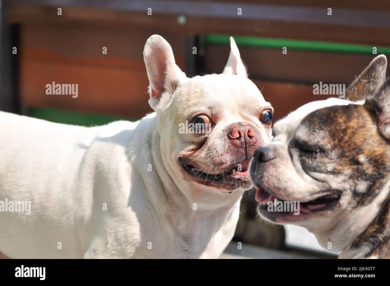 dog or french bulldog, two French bulldog Stock Photo - Alamy