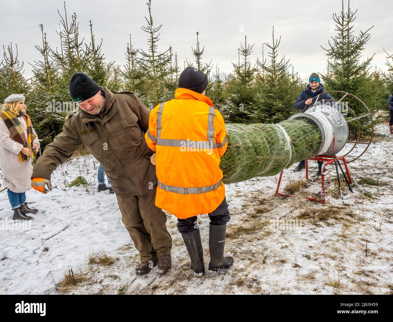 Christmas tree being pushed through a netting funnel at a snow covered ...