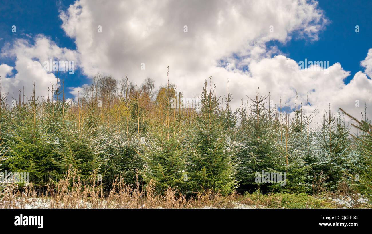 Pine trees in snow snowfall hi-res stock photography and images - Alamy