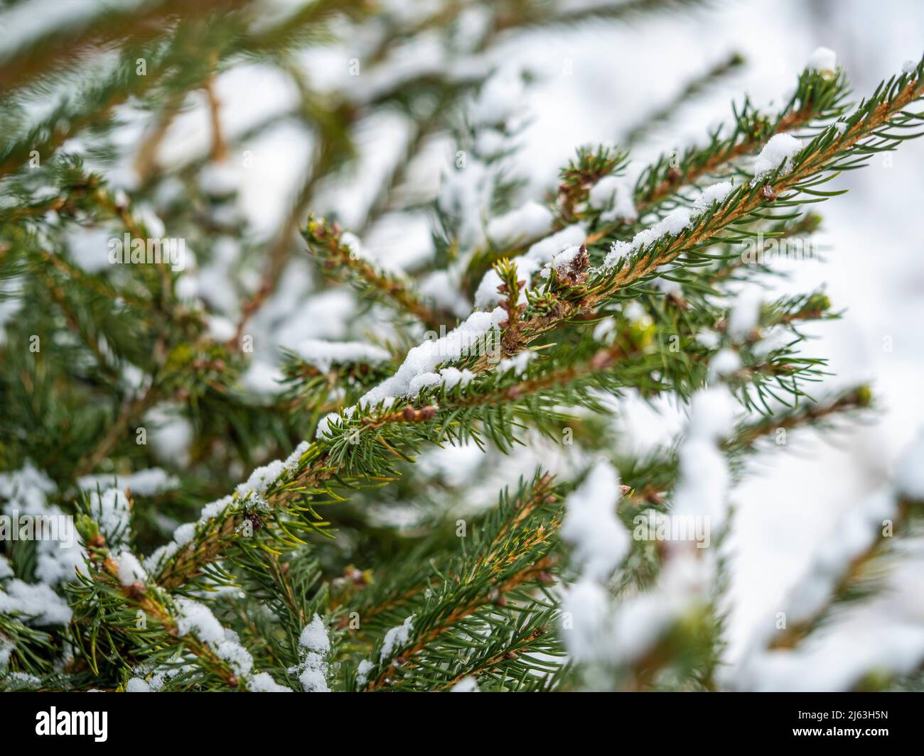 Pine christmas trees hi-res stock photography and images - Alamy