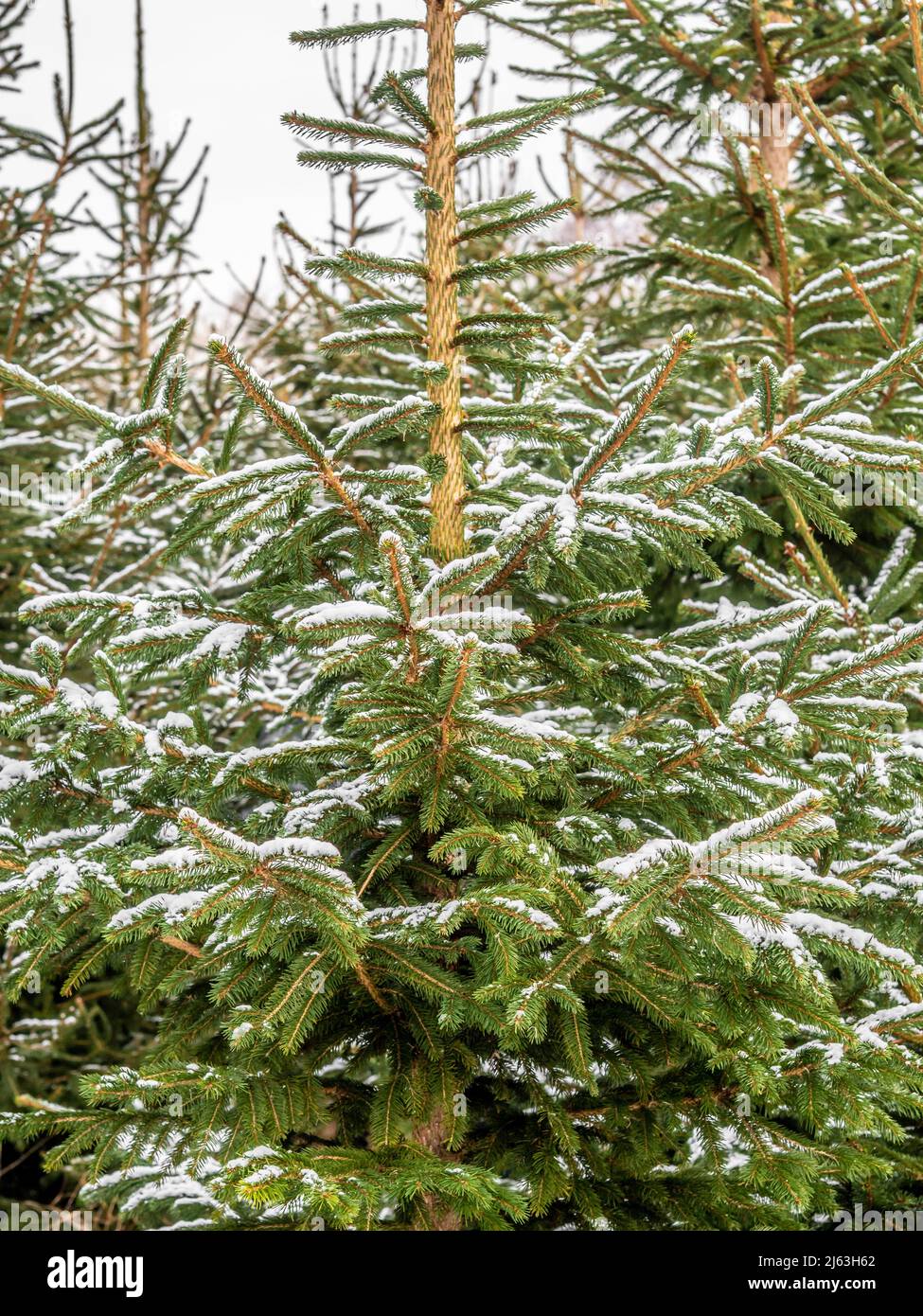 Christmas trees lightly covered in snow, growing on a Christmas tree ...