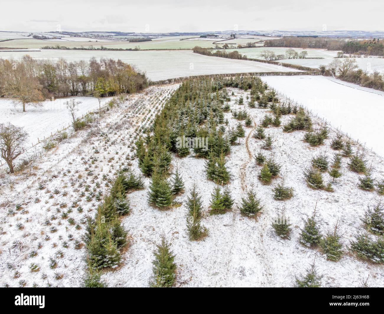 Aerial view of Christmas tree farm after light snow fall. Sheriff ...