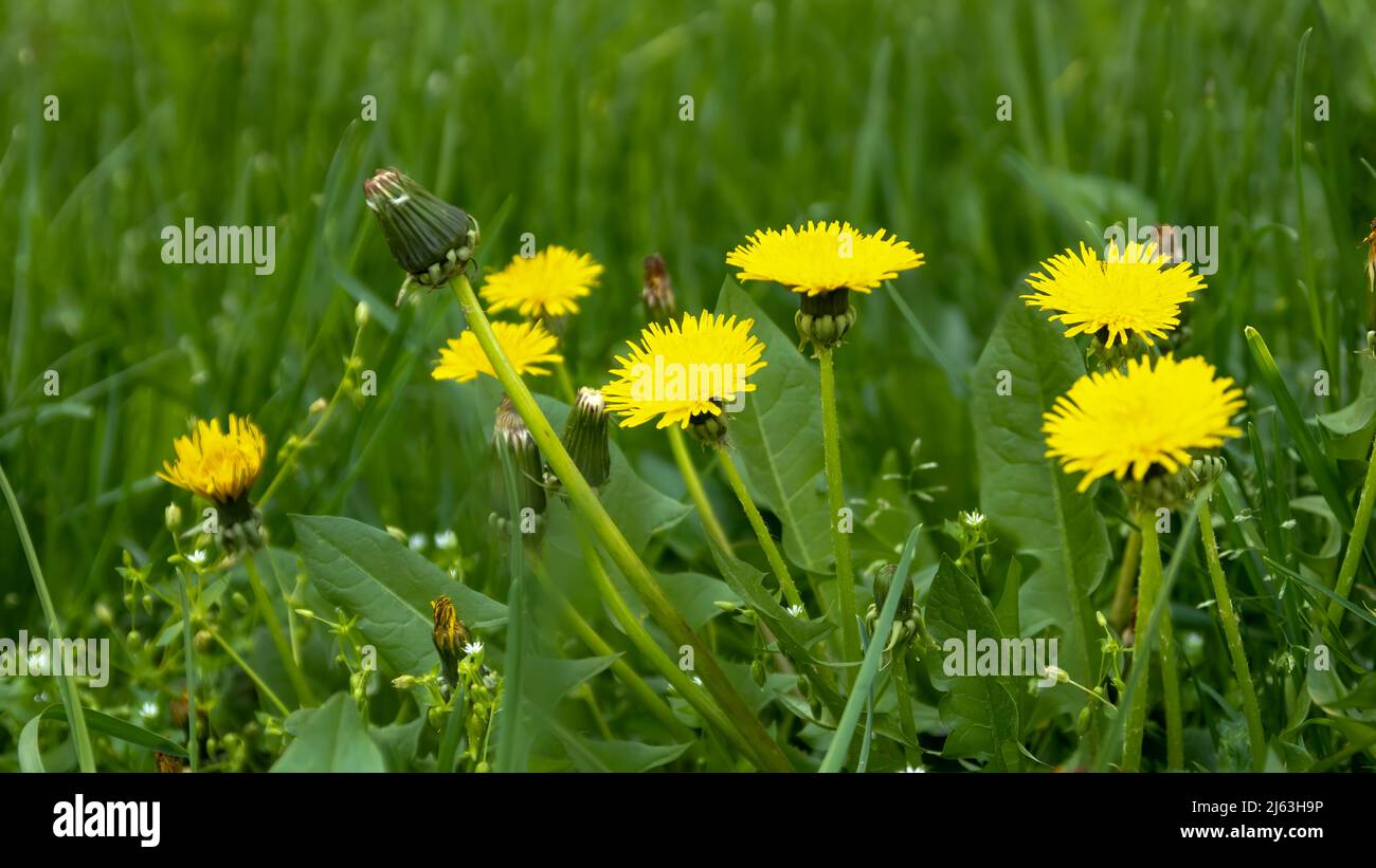 Spring Background With Beautiful Yellow Flowers. Close Up Dandelion in ...