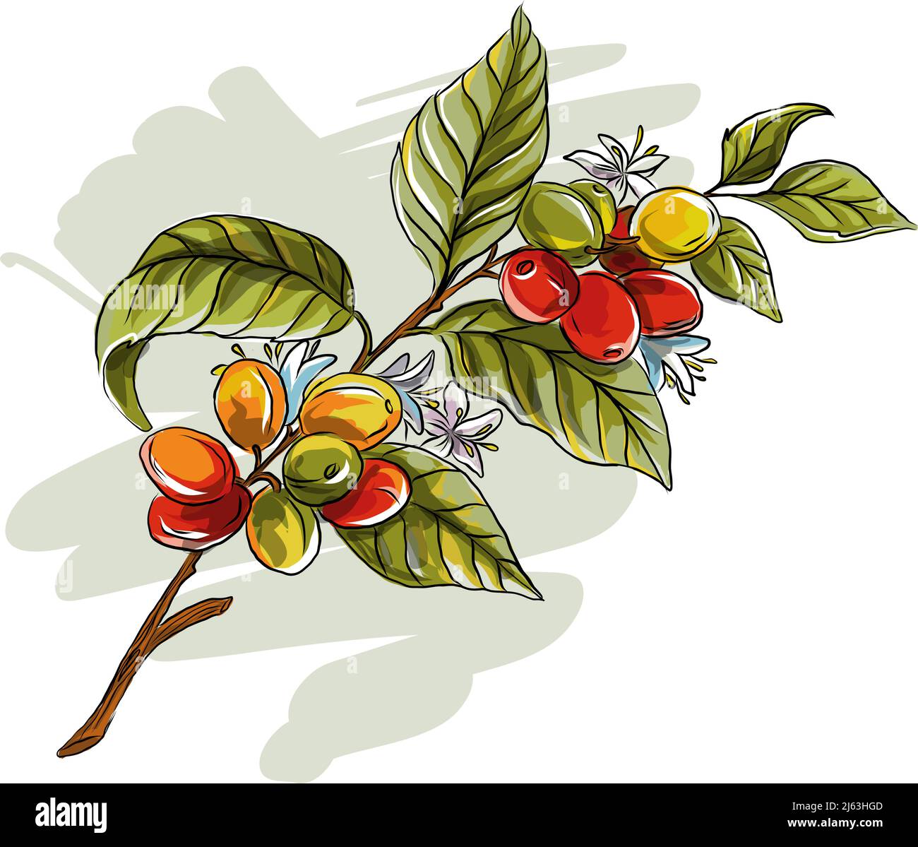 Flower coffee tree branch template in hand drawn style. illustration of ...