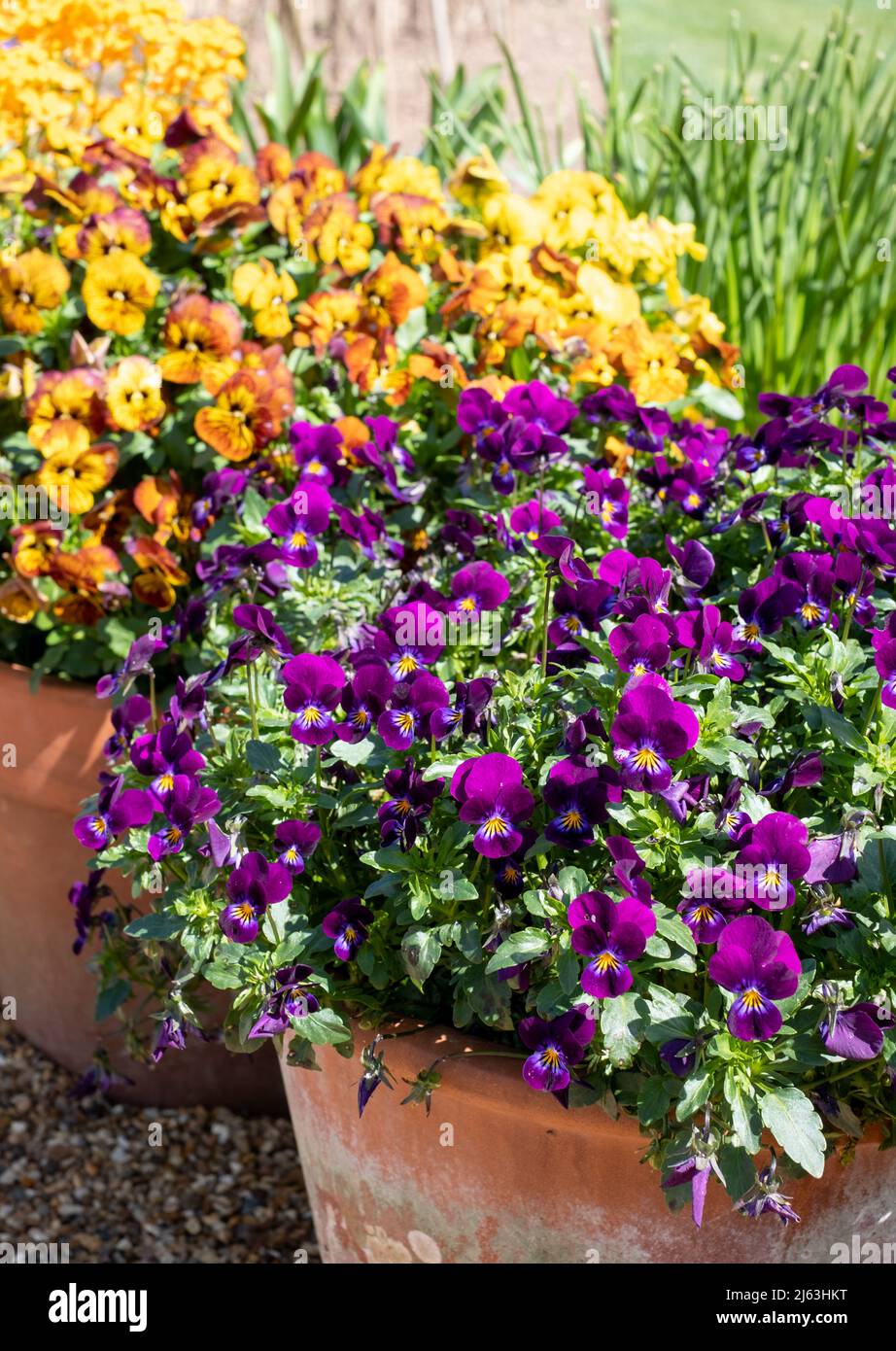 Flower pots filled to overflowing with colourful pink purple viola ...