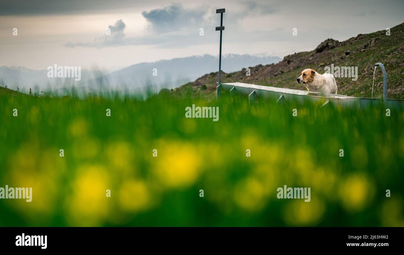 Gampr dog hi-res stock photography and images - Alamy