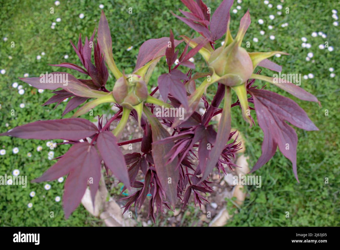 Explode flower hi-res stock photography and images - Alamy