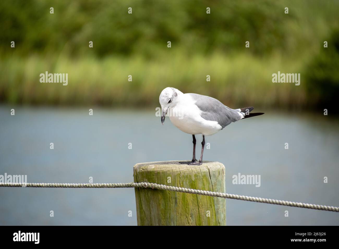 Single post on beach hi-res stock photography and images - Alamy