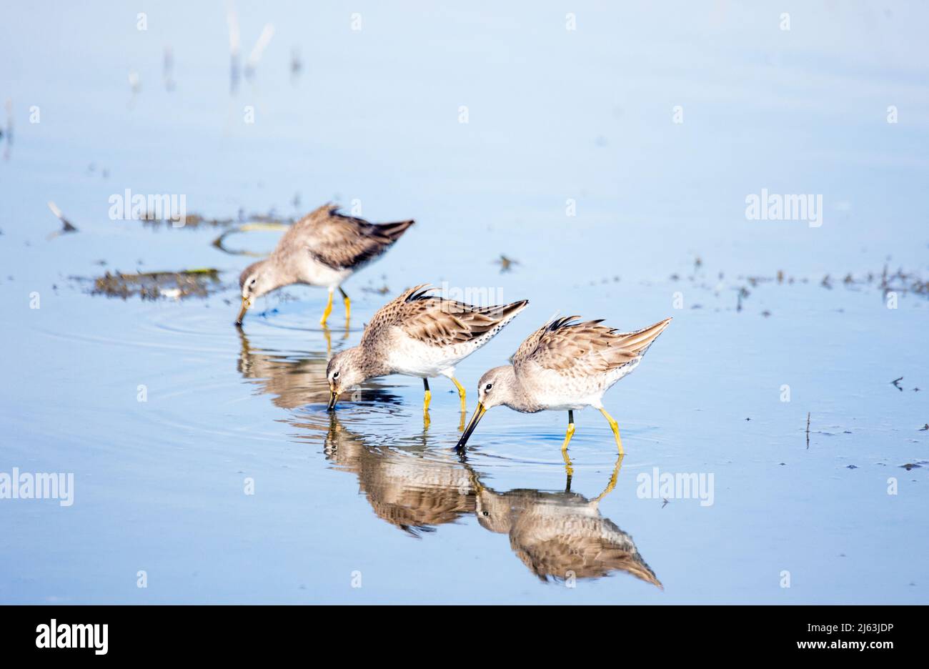 Dowitchers hi-res stock photography and images - Alamy