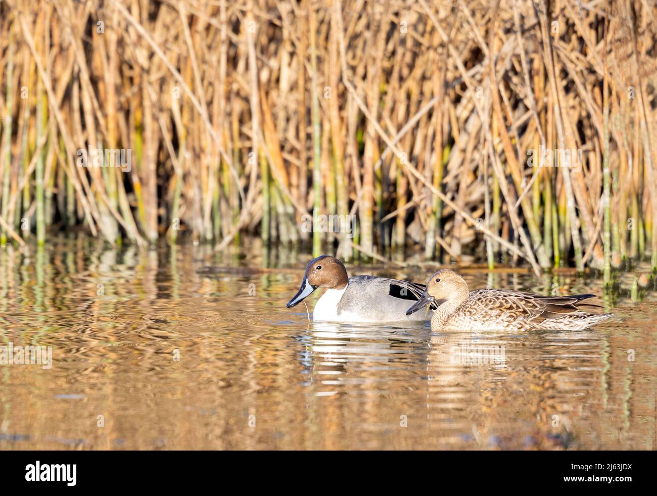 Northern pintail male and female on pond hi-res stock photography and ...