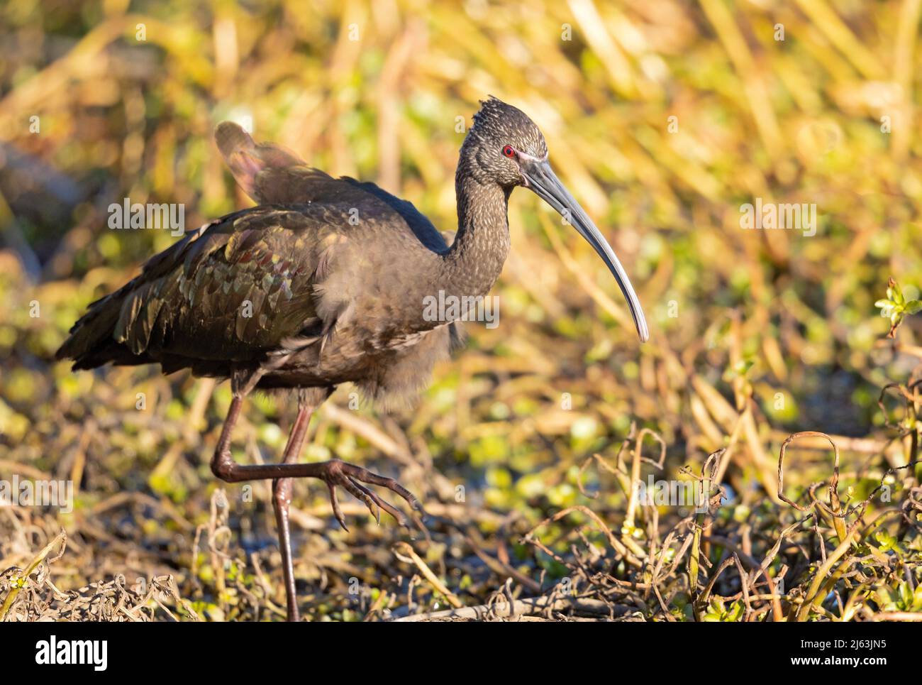 White ibis closeup hi-res stock photography and images - Alamy
