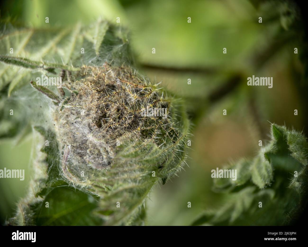 Nettles butterfly hi-res stock photography and images - Alamy