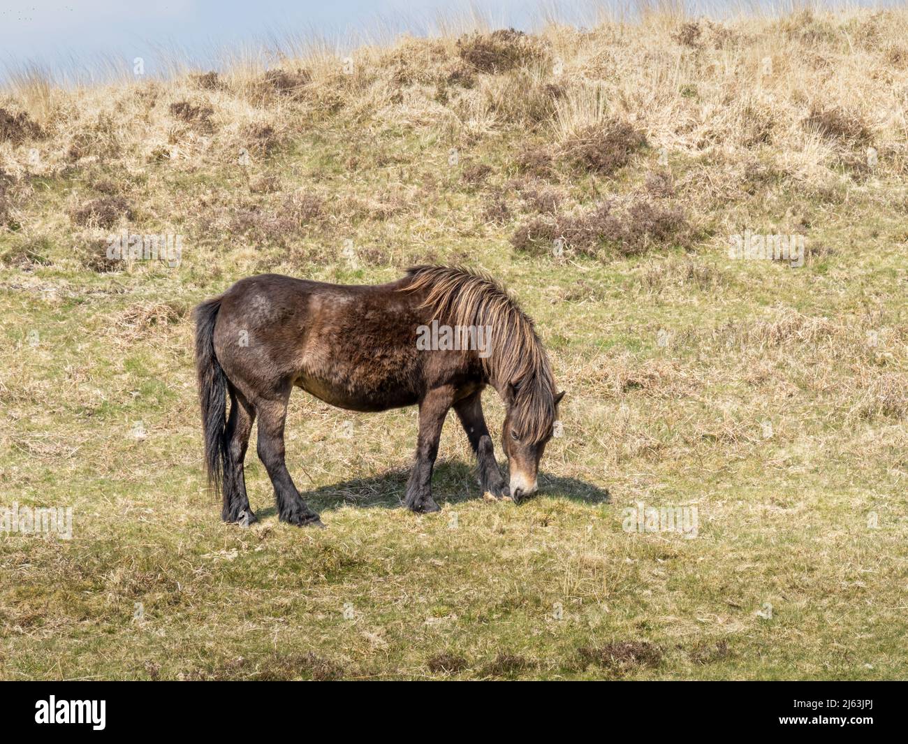 British native pony hi-res stock photography and images - Alamy