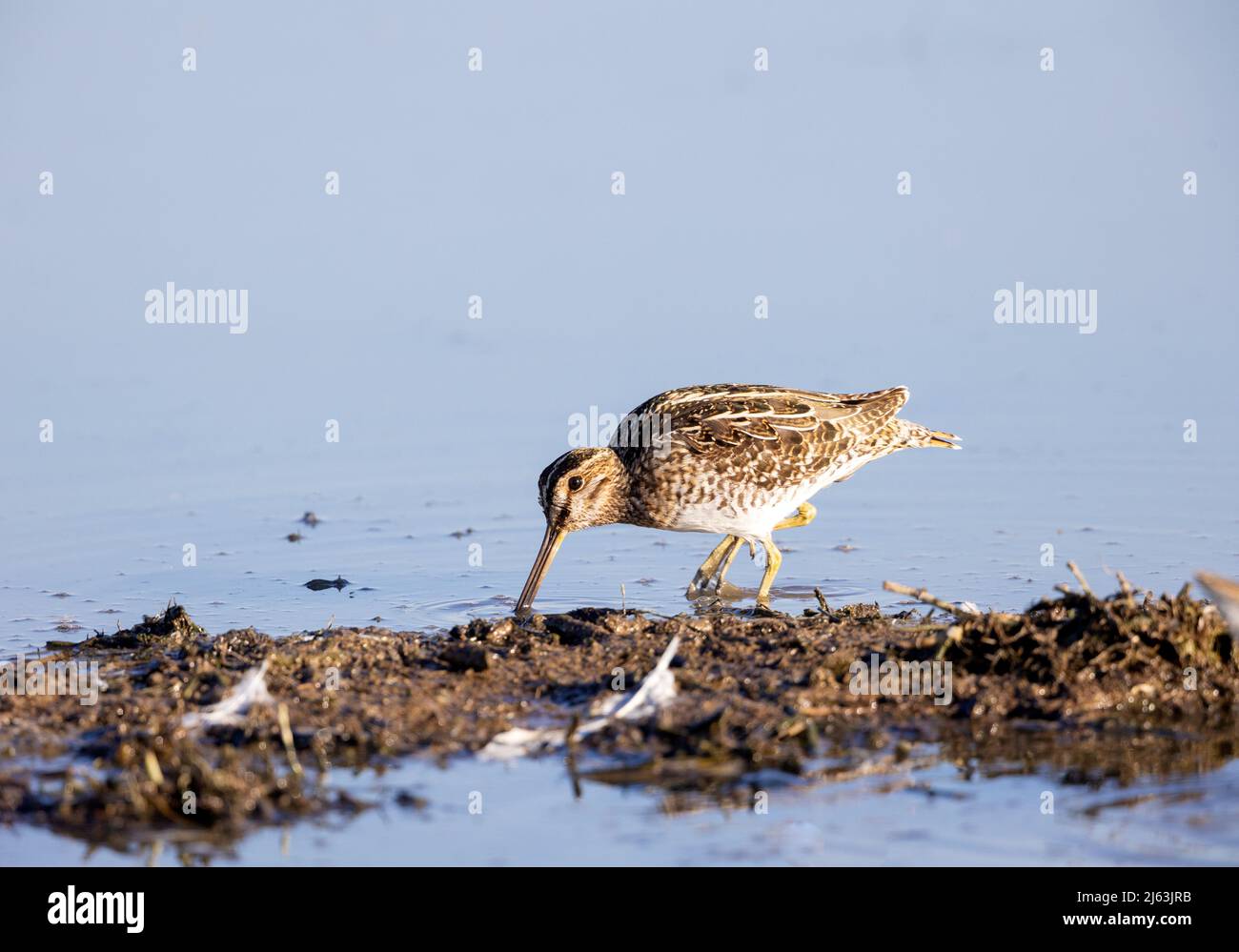 Wilson's Snipe Feeding Stock Photo - Alamy