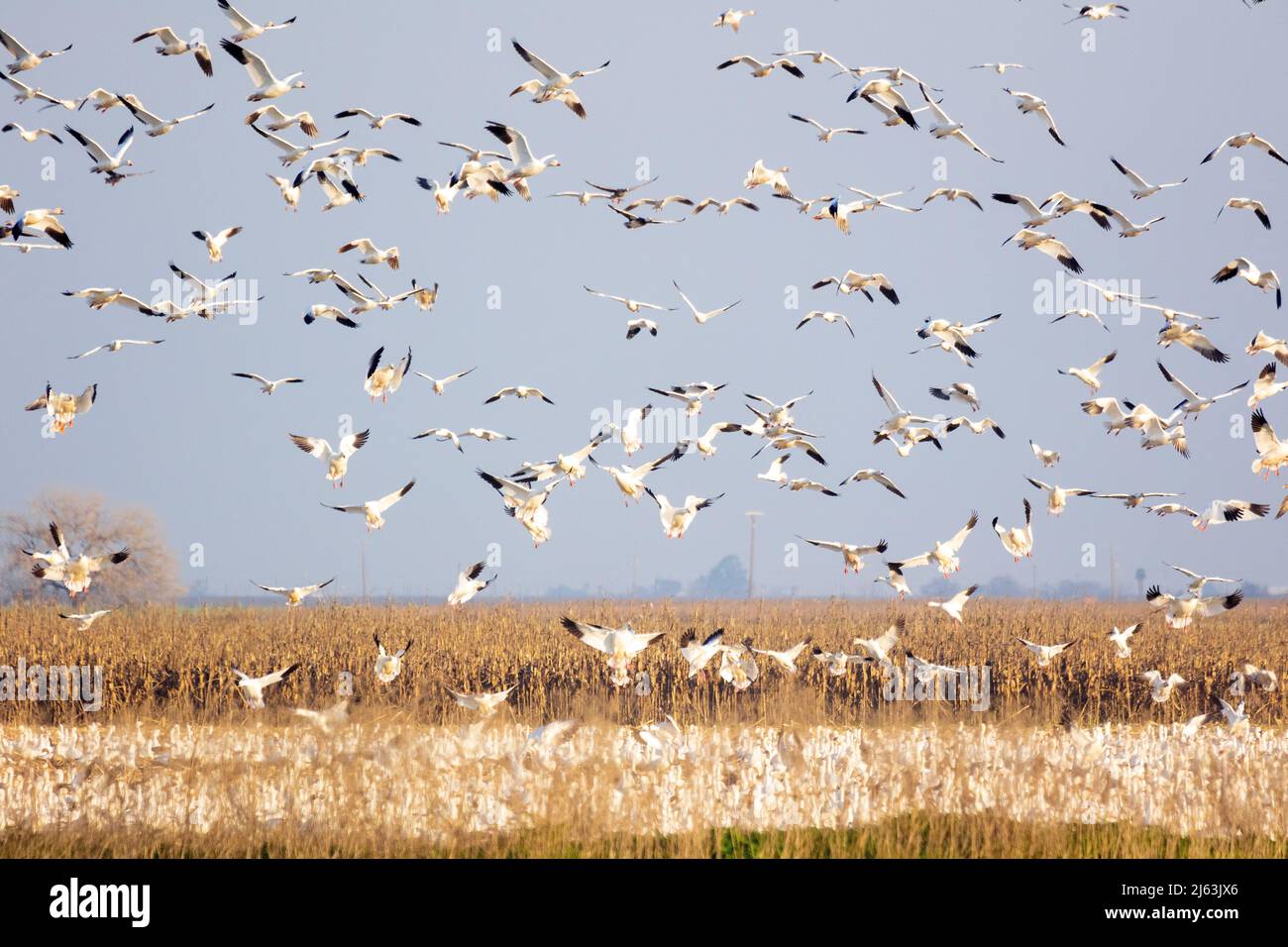 In corn field hi-res stock photography and images - Alamy