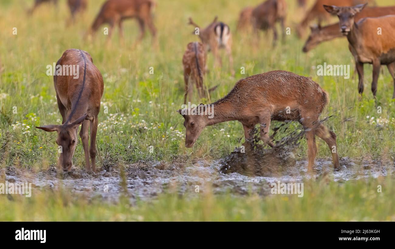 Playful red deer splashing mud with a hoof in hot summer Stock Photo ...