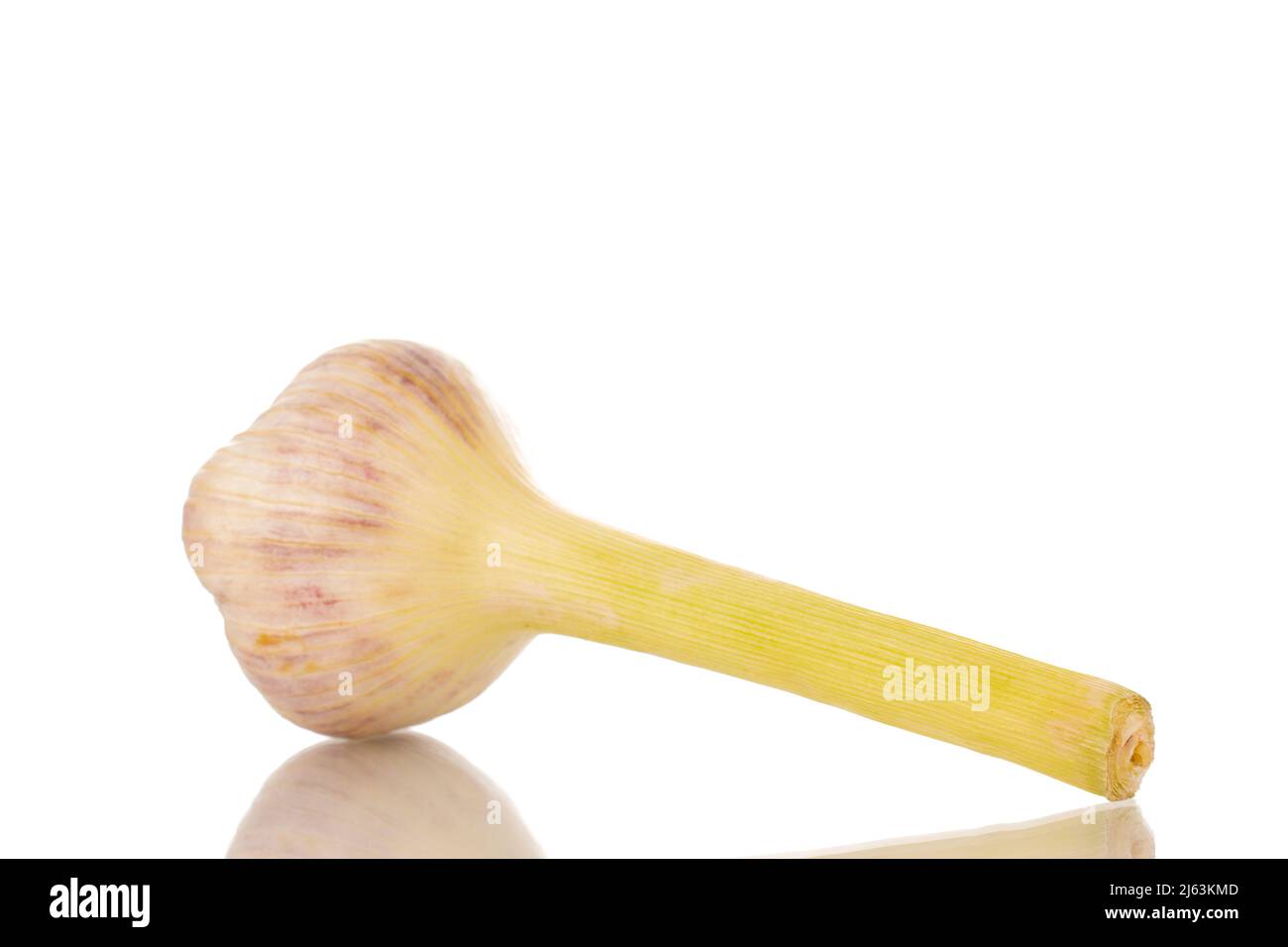 One head of early garlic, close-up, isolated on a white background ...