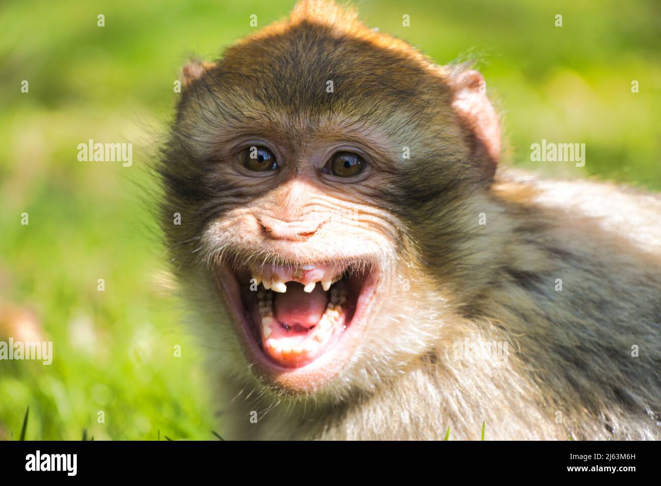 Portraits of barbary macaque (Zoo Rheine, Germany Stock Photo - Alamy