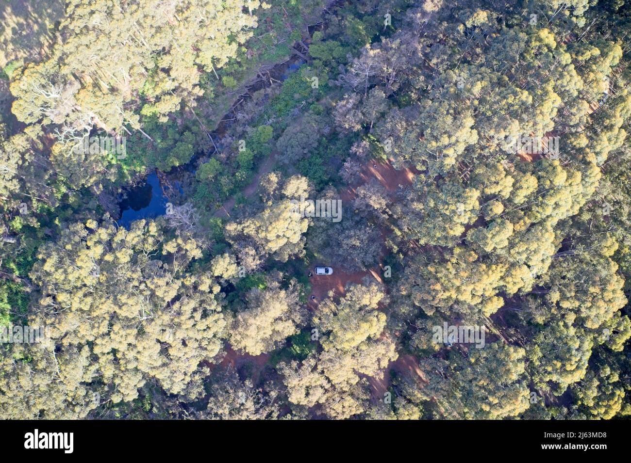 Drone field of view of forest from above with campsite in Western ...