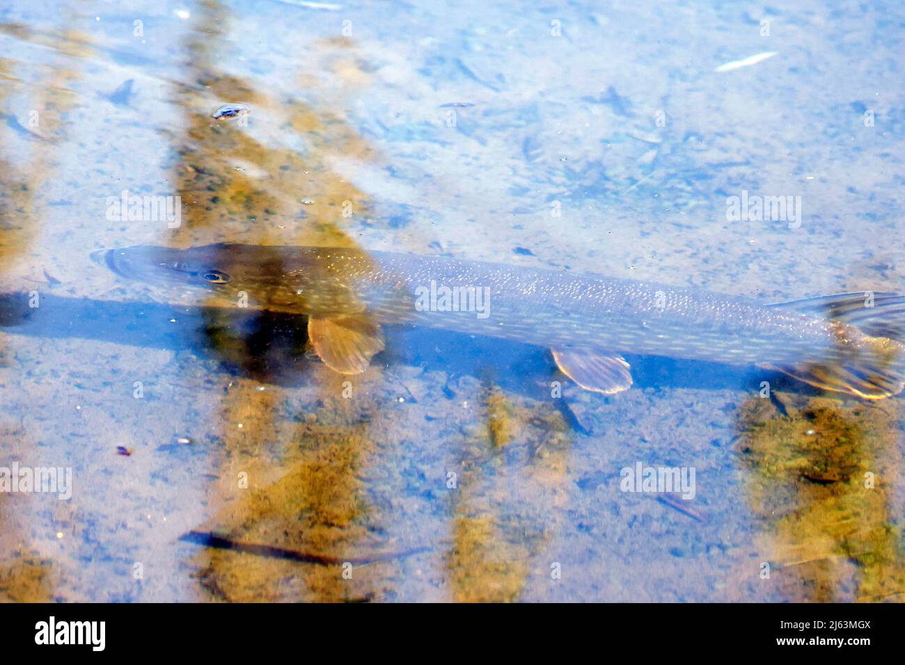 Large fish pike feeding hi-res stock photography and images - Alamy
