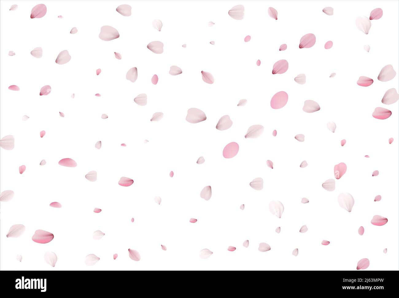 Cherry Blossom Petal Vector
