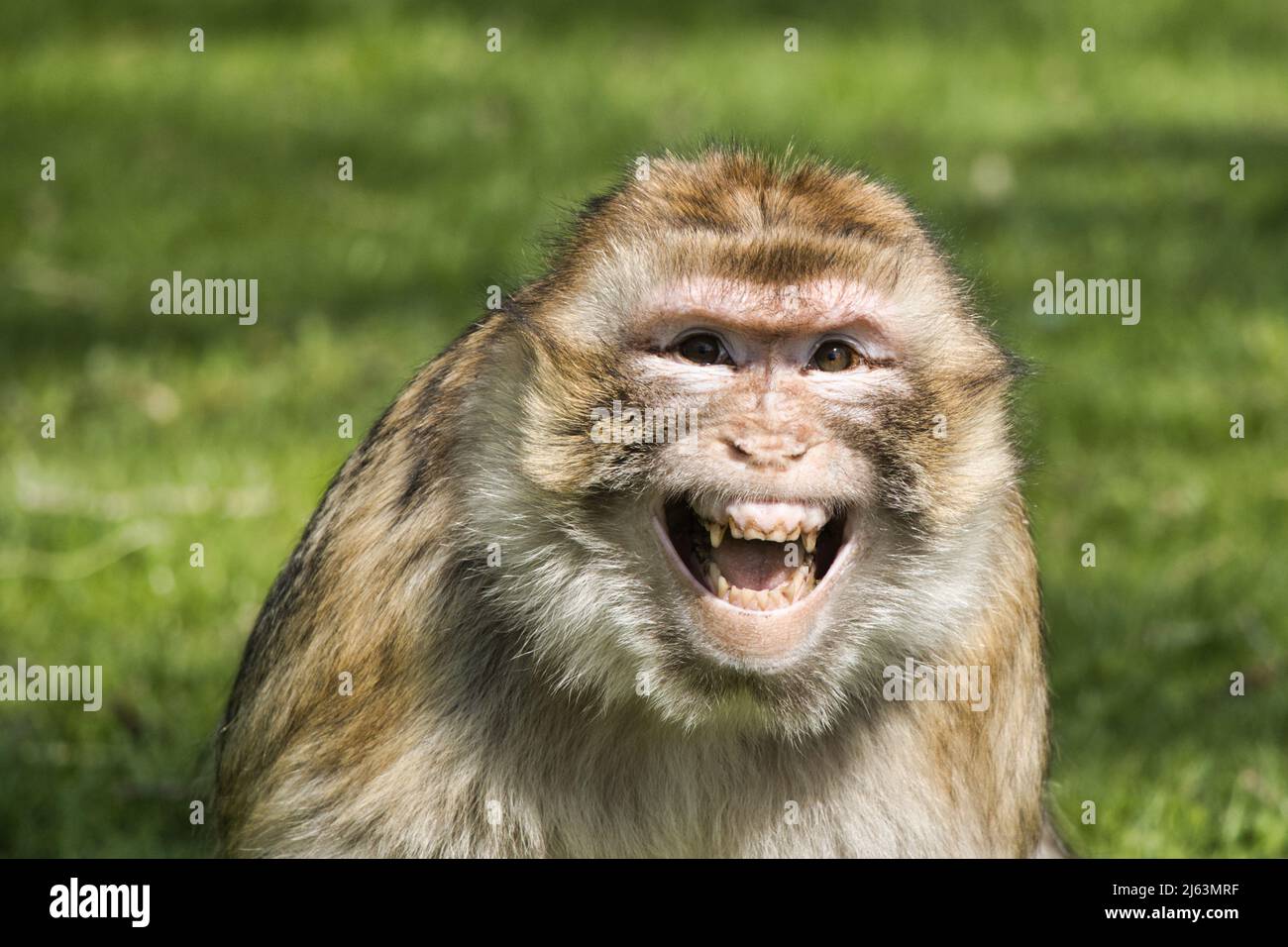 Barbary Macaque Smile