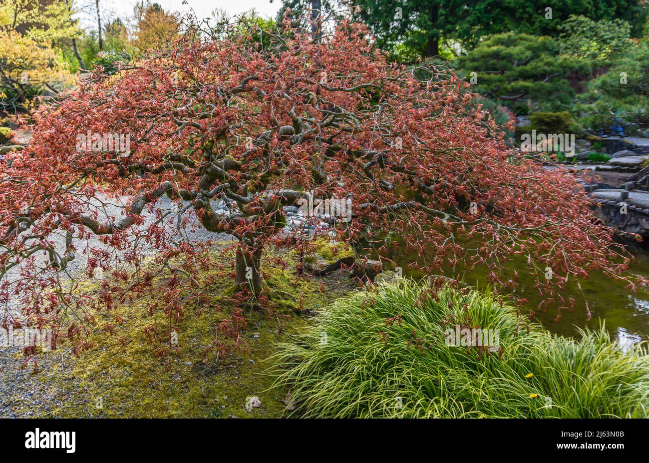 A Japanese maple tree in Seatac, Washington Stock Photo - Alamy