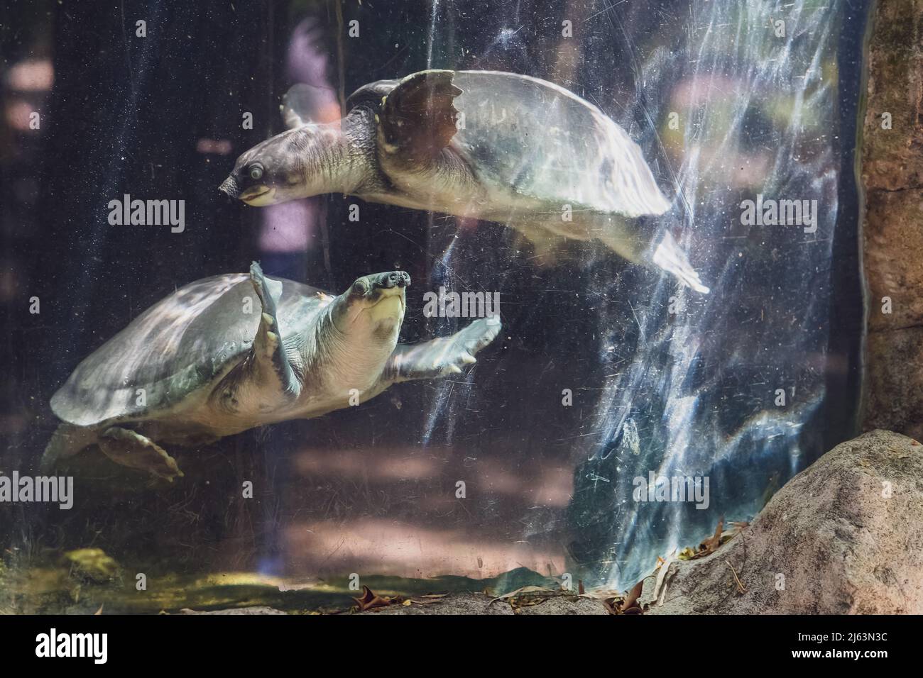 Southern river terrapin hi-res stock photography and images - Alamy
