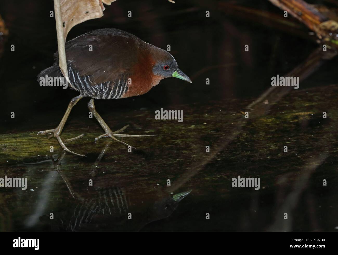 Laterallus albigularis hi-res stock photography and images - Alamy