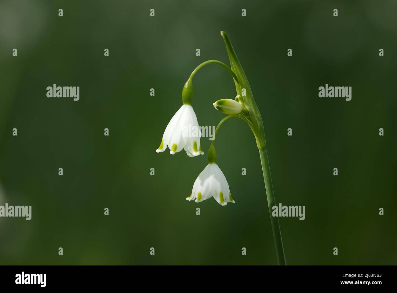 The Blossoms of Leucojum aestivum, also known as summer snowflake or ...