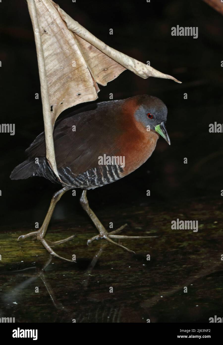 Laterallus albigularis hi-res stock photography and images - Alamy