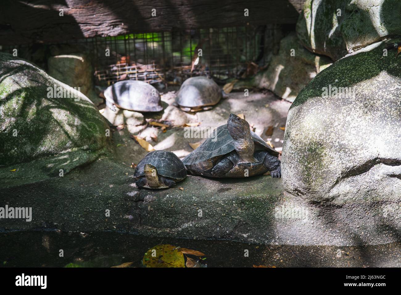 Resting tortoises hi-res stock photography and images - Alamy