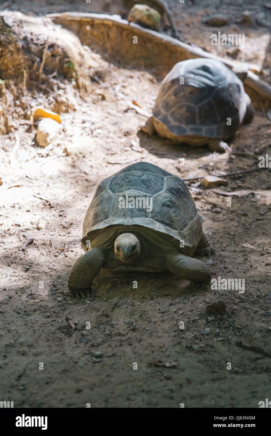 Big tortoises walking on the ground Stock Photo - Alamy