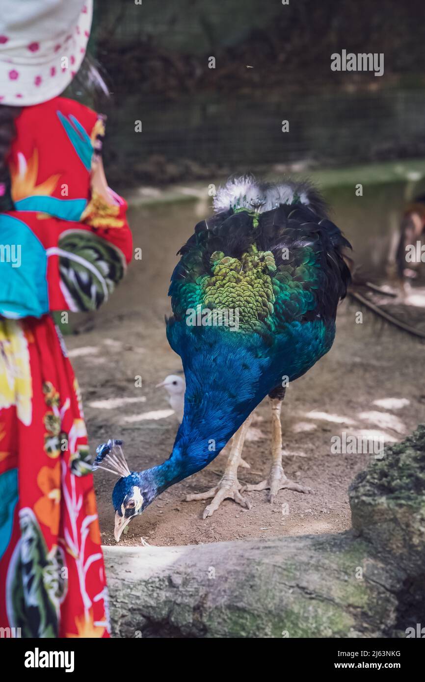 The elegant peacock with its colors eating from the ground Stock Photo ...