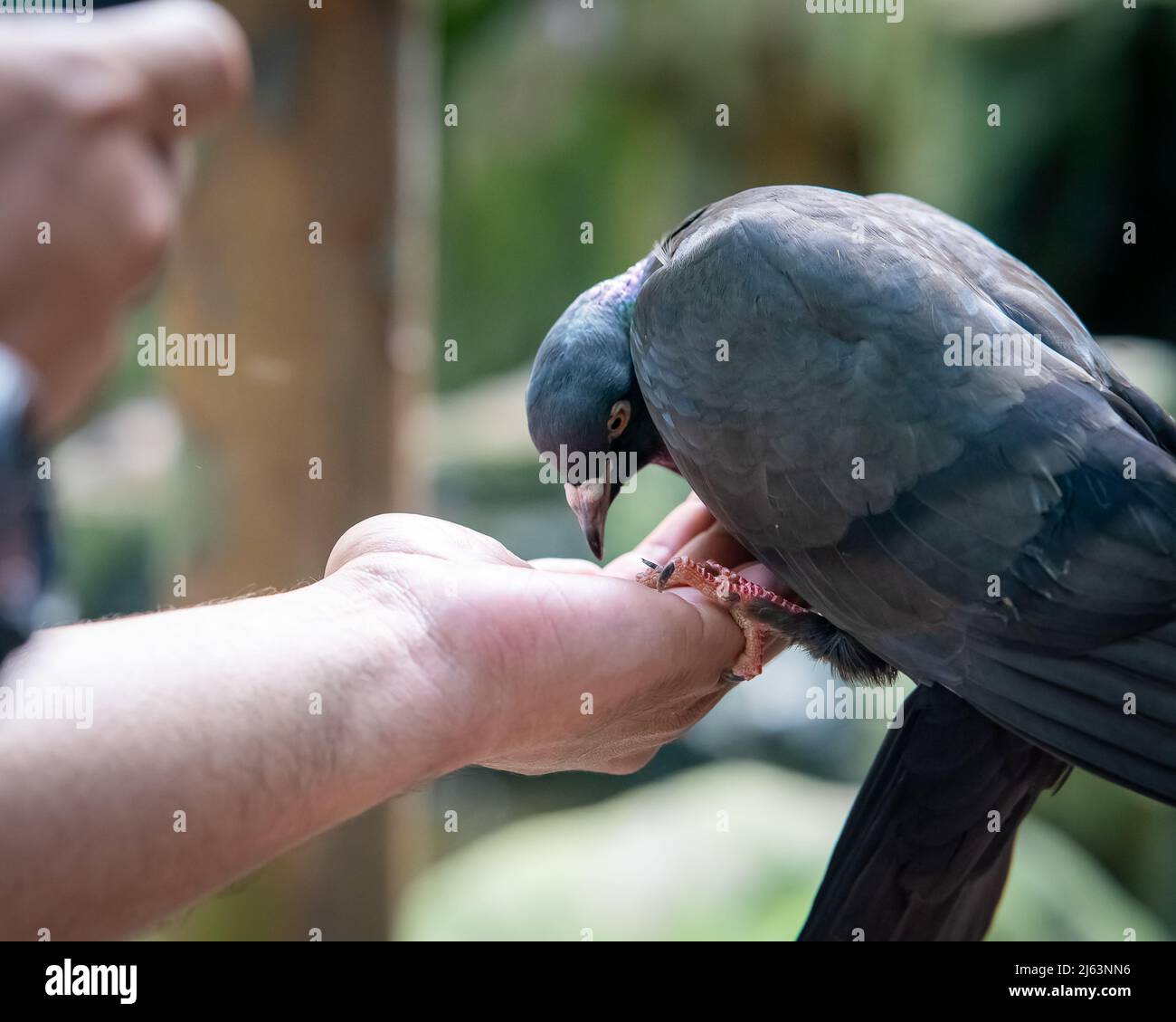 Pigeon eating from the had of a man Stock Photo - Alamy