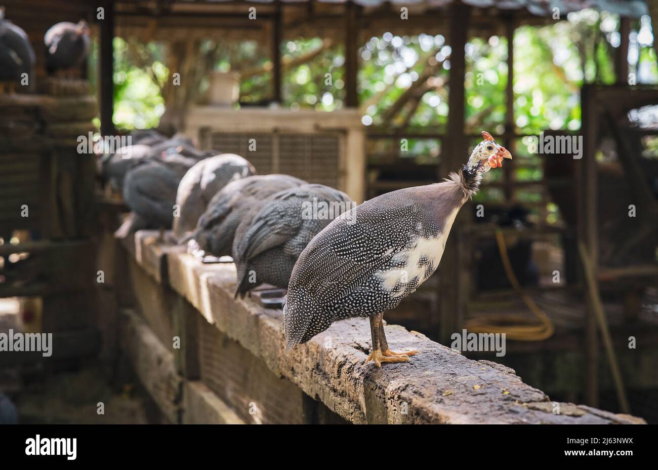 Turkey birds resting on the wooden fence Stock Photo - Alamy