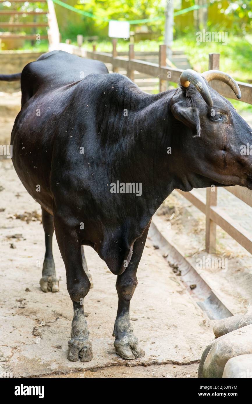 Black cow at the ranch Stock Photo - Alamy