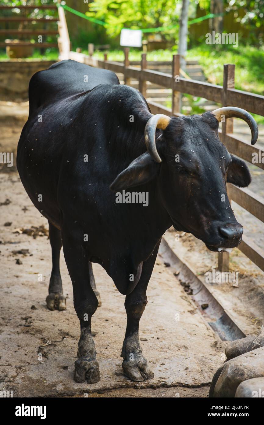 Black cow at the ranch Stock Photo - Alamy